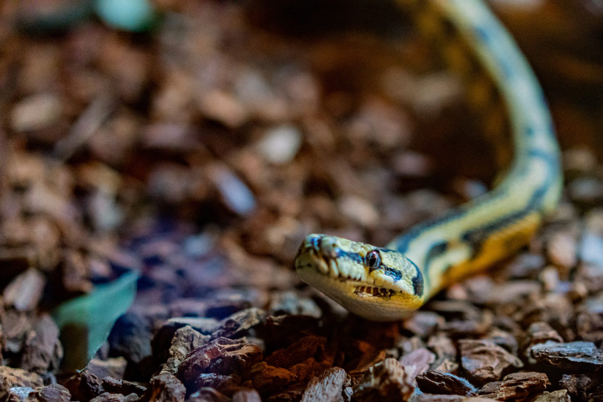 The Abode of Snakes - Voices of Rural India