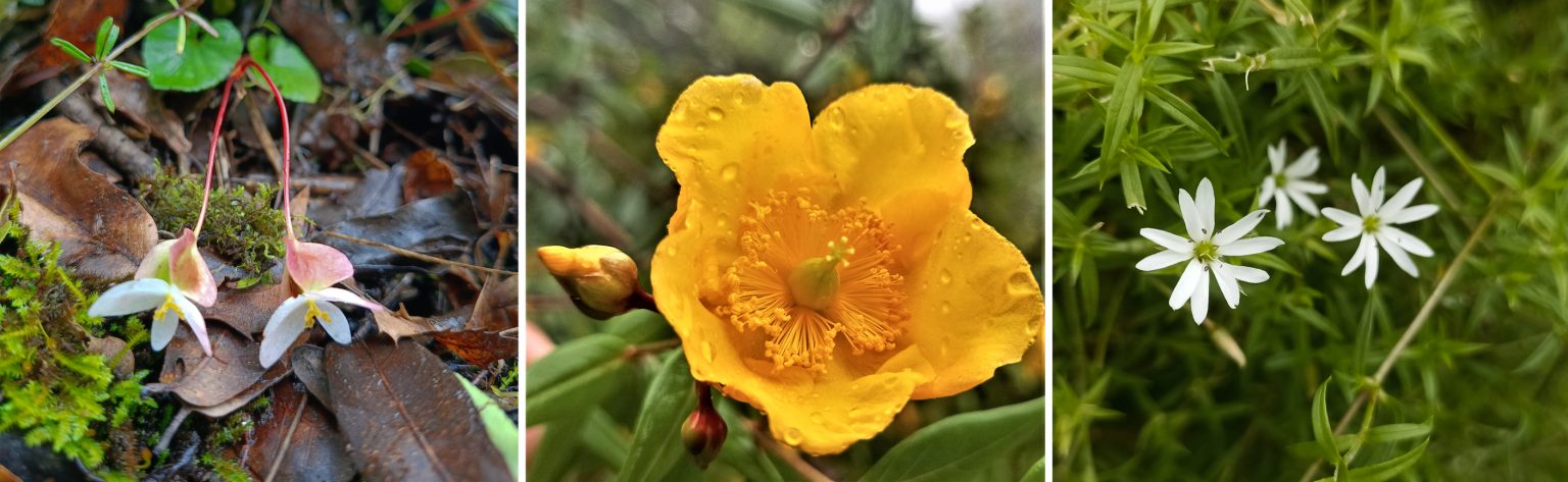 Monsoon Blossoms: Rooted tales of Himalayan Flora - Voices of Rural India