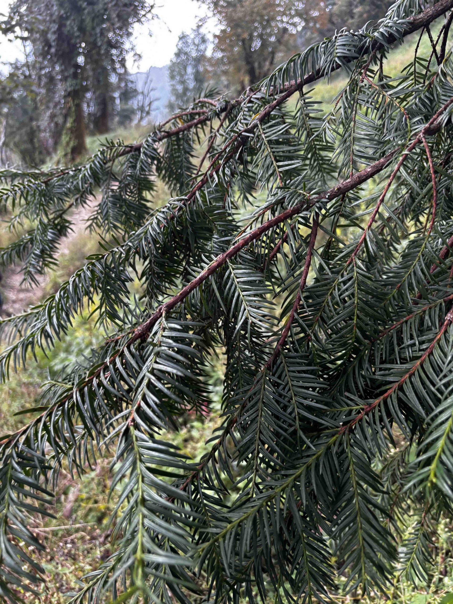 Thunair: A Tree Alive for a Thousand Years - Voices of Rural India