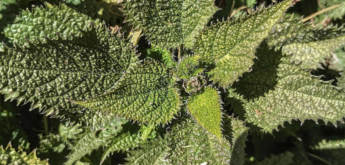 Stinging Nettle Rash On Hand Bichchu Booti A Fierce Plant With The